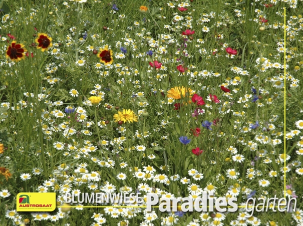 Austrosaat - Blumenwiese